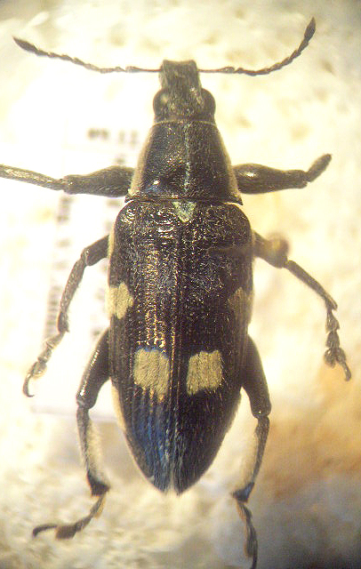 Media gallery | International Weevil Community Website